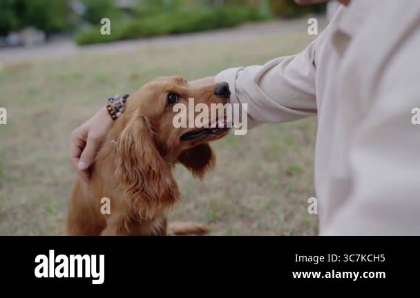 A young man gently pets his adorable golden Cocker Spaniel puppy in the ...