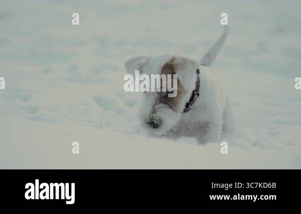 Cute Jack Russell Terrier play, digging in the snow with excitement ...