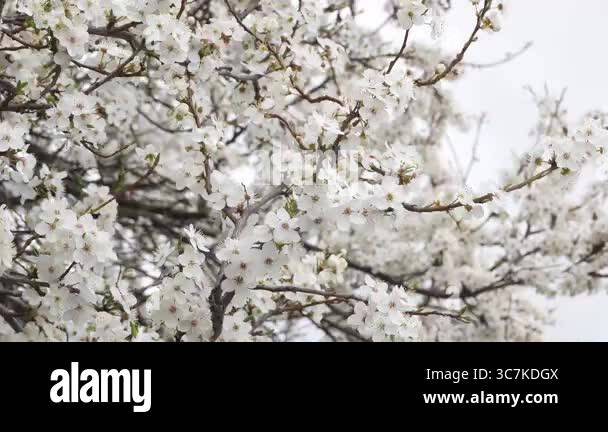 Gentle white cherry blossoms flutter in the breeze, each petal swaying ...