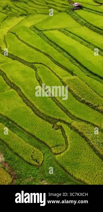 Immerse yourself in the stunning vistas of Chiang Mais rice fields ...