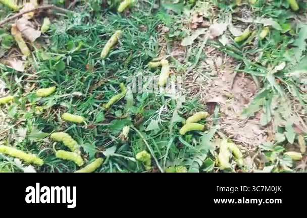 Long fruits Stock Videos & Footage - HD and 4K Video Clips - Alamy
