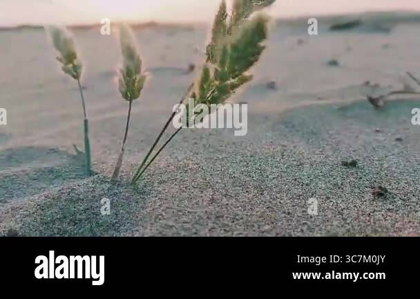 beautiful sunset , river , desert, plants and wind storm Stock Video ...