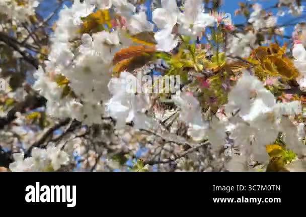 White Cherry blossom in windy weather. High quality 4k footage Stock ...
