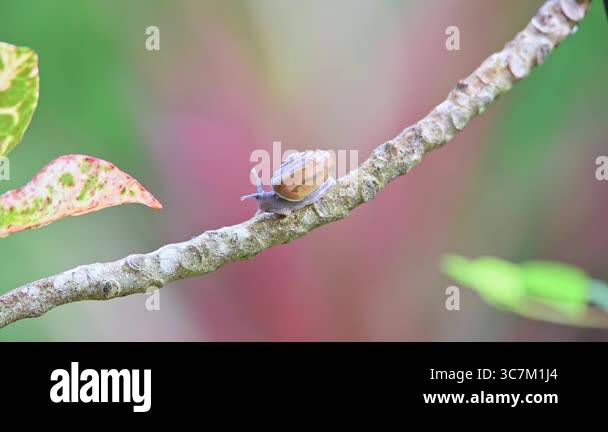 Snail is a invertebrates animal wildlife brown color have a shell and ...