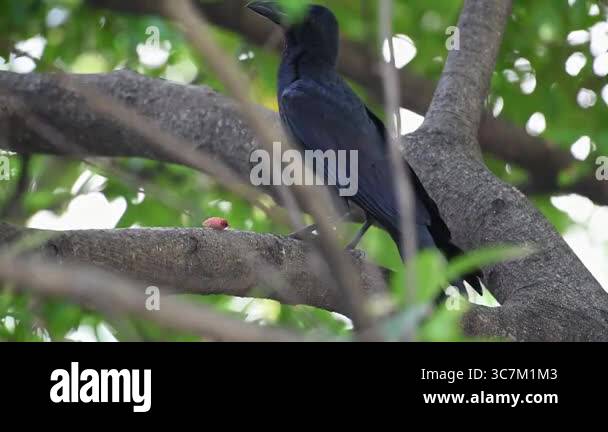 Bird (Crow,Corvus) is bird of the genus Corvus, or more broadly, a ...
