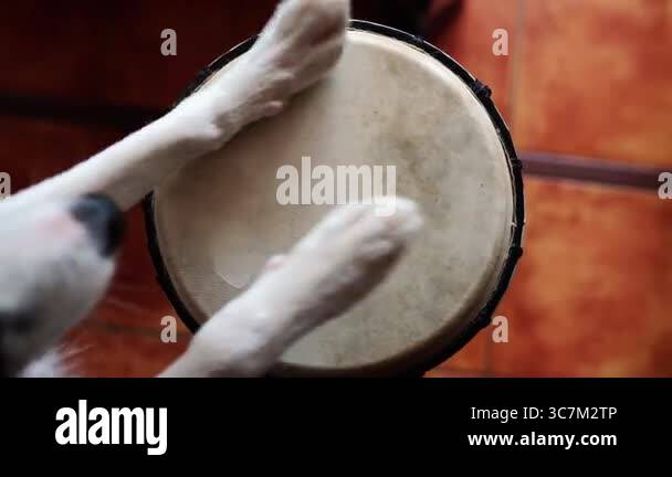 White dog energetically playing bongos with paws on orange floor tiles ...