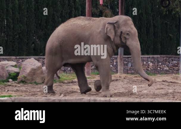 A calm and powerful elephant strolls through its zoo habitat ...