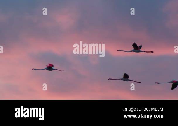 A breathtaking slow motion video of flamingos gracefully flying in ...
