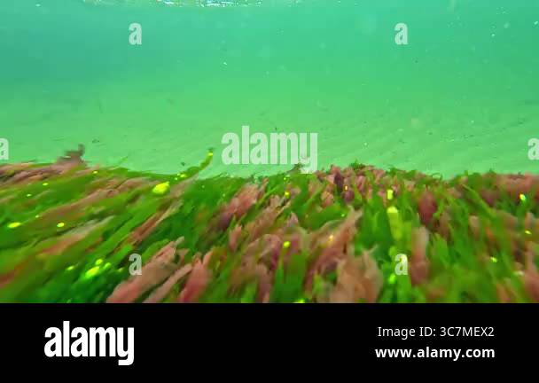 Green algae Enteromorpha and red algae Ceramium rubrum and Porphyra ...