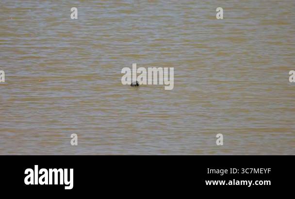 a closeup of a brown water drop on a surface of lake Video 8k Stock ...