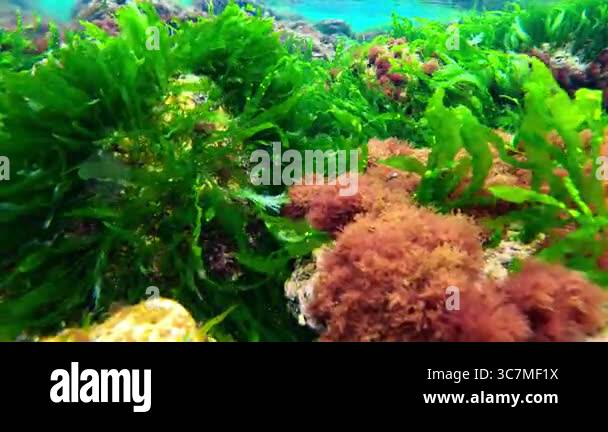 Underwater landscape near the shore with green algae Enteromorpha sp ...