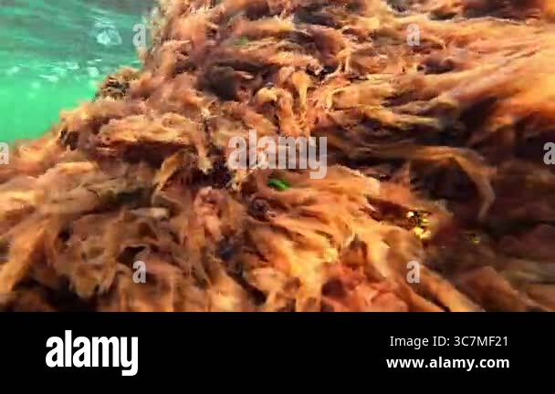 Algae in the underwater landscape of the Black Sea, red (Porphyra ...