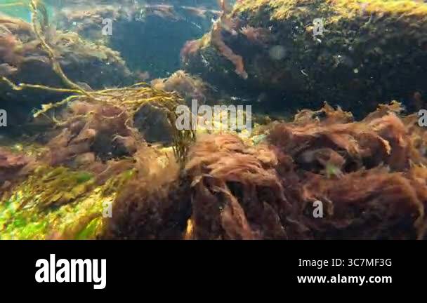 Underwater landscape near the shore with green and red algae in the ...