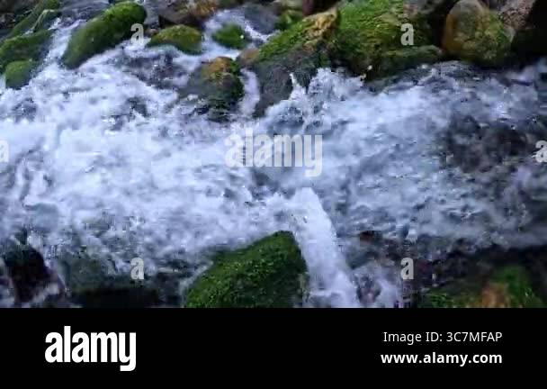Clean fresh spring water flows over green algae Enteromorpha sp. stones ...