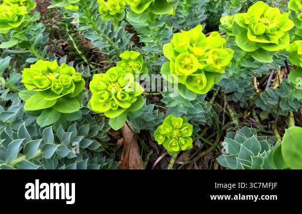Decorative garden spurge Euphorbia sp. blooms in the garden in spring ...