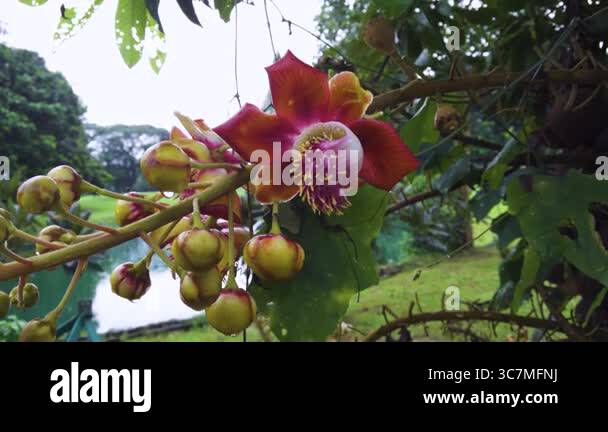 Nagalingam, a red flower with four or five petals with a hood in the ...