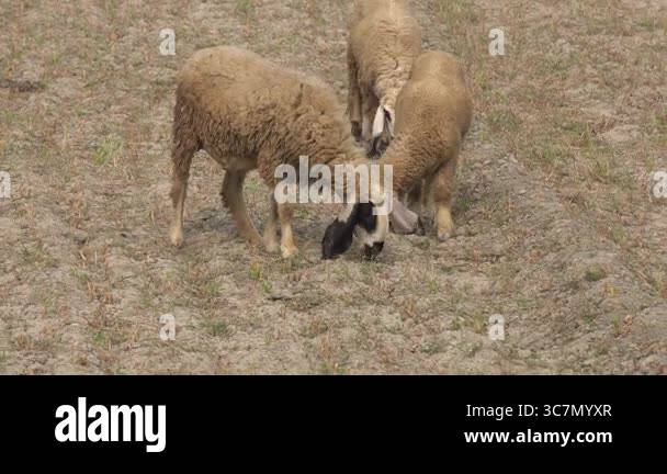 Sheep two young animals Stock Videos & Footage - HD and 4K Video Clips ...