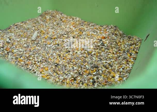 A grain feed mixture is poured into the chicken feeder and the chickens ...