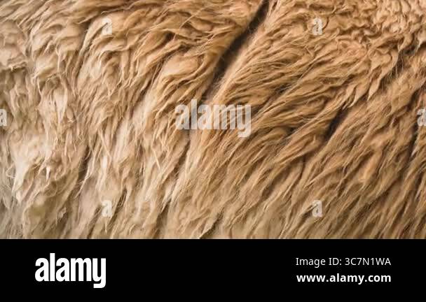 Close-up Lama vicugna fur texture in zoo environment. Vicuna fleece ...