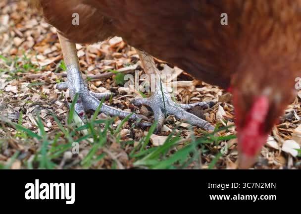 Injured feet of a Lohmann Brown chicken treated with spray, close-up ...