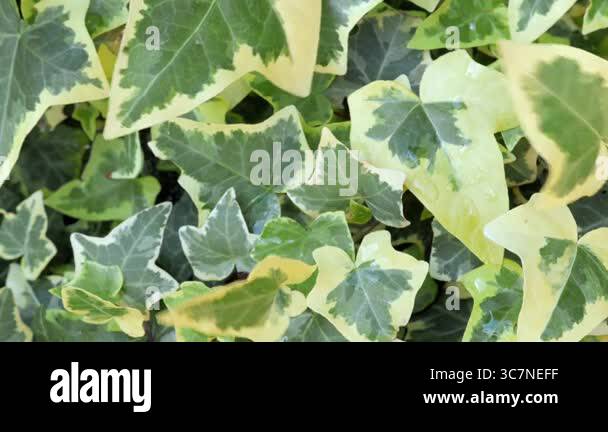 Variegated ivy leaves top view Stock Videos & Footage - HD and 4K Video ...