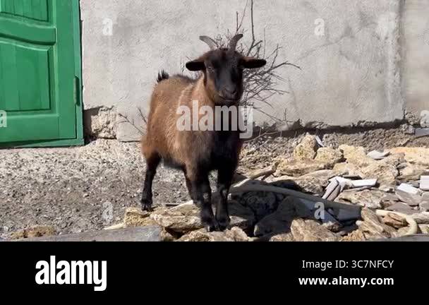 A brown Cameroon dwarf goat makes a step forward and curiously looks ...
