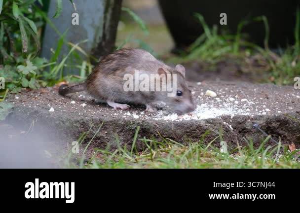 The brown rat, also known as the common rat, street rat, sewer rat ...