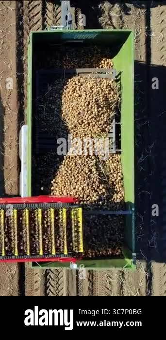 Using machinery at farm field during potato harvesting . Potato picking ...
