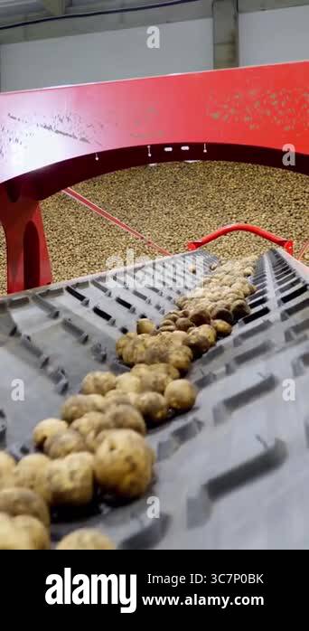 Close-up, Potatoes move on special conveyor machinery belt and fit into ...