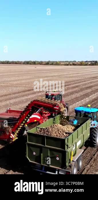 Using machinery at farm field during potato harvesting . Potato picking ...