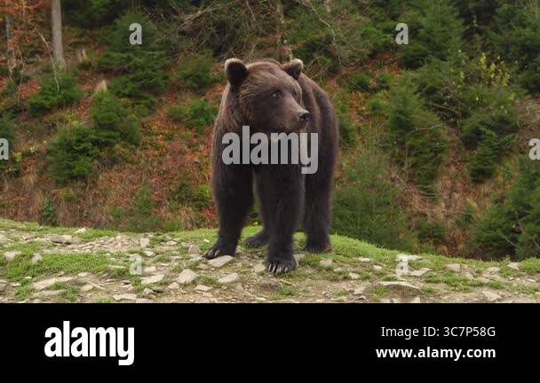 Lean bear Stock Videos & Footage - HD and 4K Video Clips - Alamy
