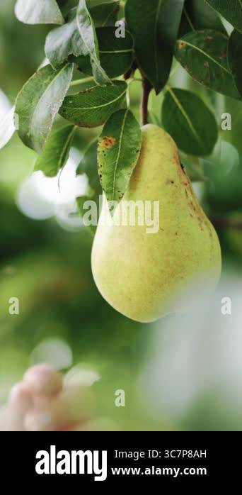 Vertical Video of Female harvest ripe fruits, pears in green garden ...
