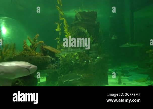 Shark underwater plants Stock Videos & Footage - HD and 4K Video Clips ...