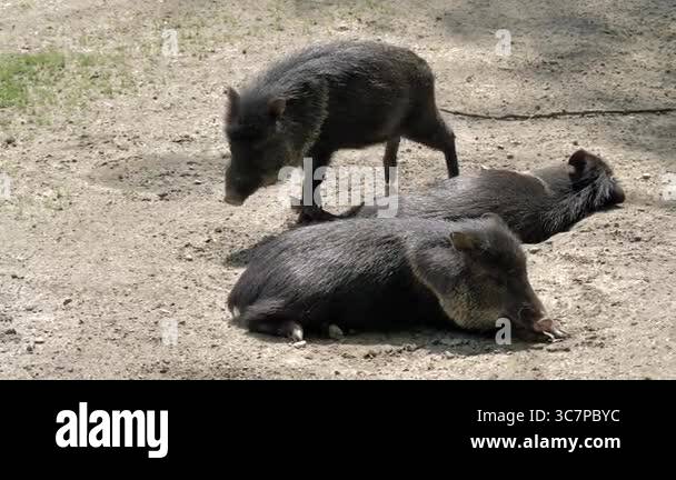 Skunk pig Stock Videos & Footage - HD and 4K Video Clips - Alamy