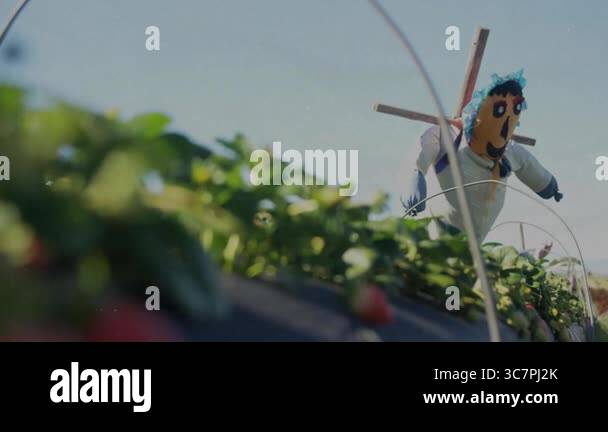 Growing strawberry plants in field with windmill blurred in background ...