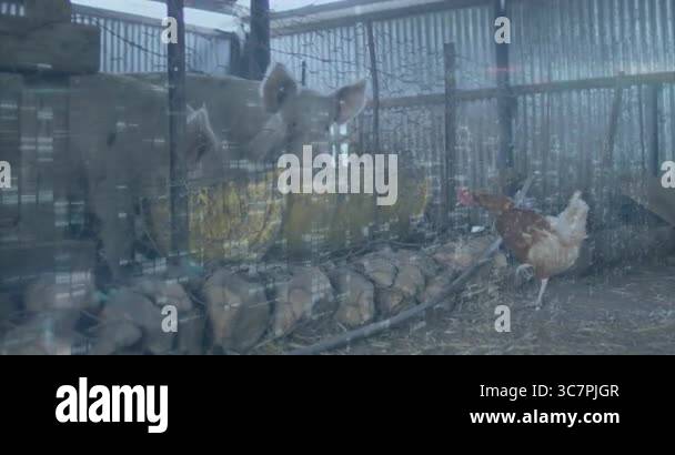 Pig chicken in rustic pen Stock Videos & Footage - HD and 4K Video ...