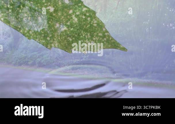 Dripping water from leaf into pond, forest background creating ...