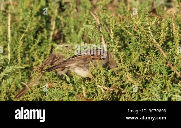 Close-up of a house sparrow, Passer domesticus, eating berries from a ...