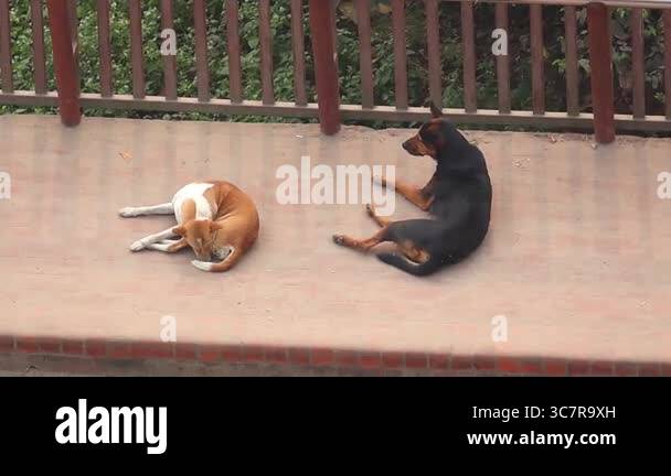 Two street dogs resting on a roadside footpath in the morning sunlight ...