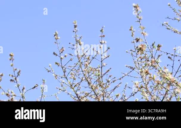 Alangium salvifolium or sage leaved alangium tree flowers. It is is a ...