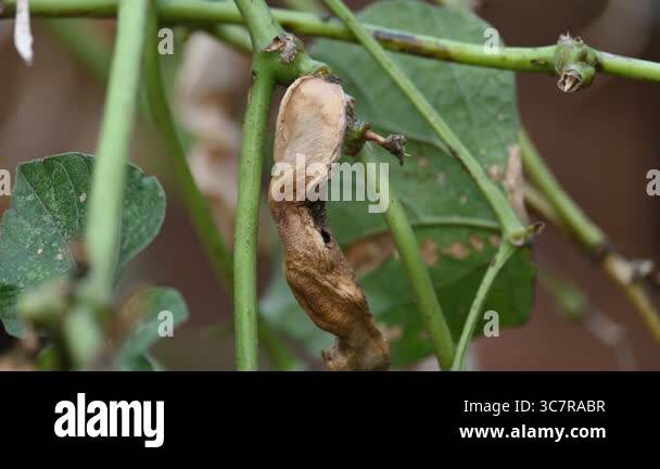 Dry Lablab purpureus pods. Itis a species ofbeanin the familyFabaceae ...
