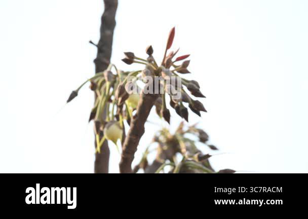 Madhuca longifolia flower in the tree. Its known as Mahua. This is ...