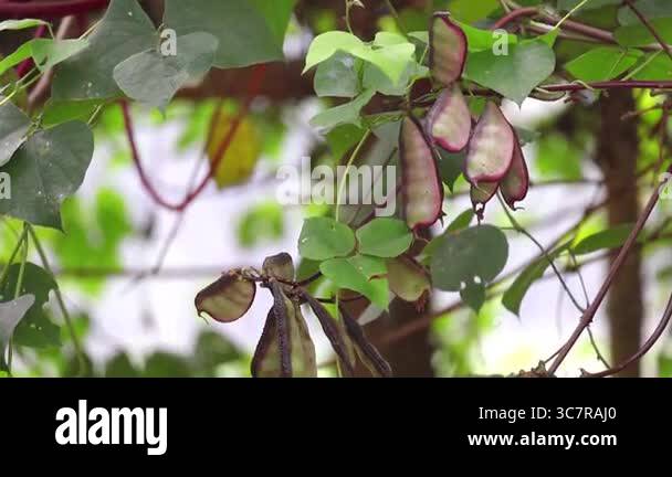 Fresh hyacinth beans (Lablab purpureus) growing on a bean plant in a ...