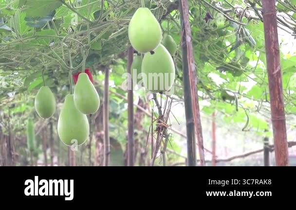Fresh bottle gourd (Lagenaria siceraria), also known as calabash, opo ...