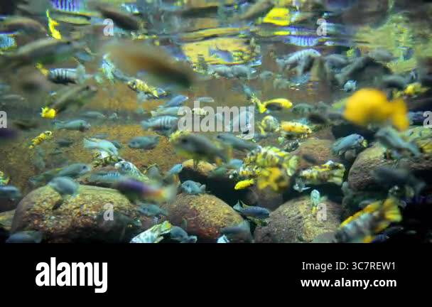 Yellow finned tropical fish gliding near diverse corals in a reef ...