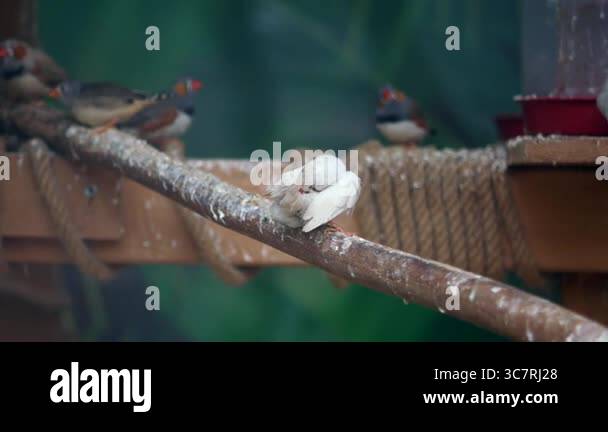 Colorful birds perch and relax on a wooden branch in a lush habitat ...