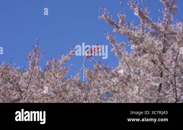 American flag waving on blue sky near blossom spring tree. United ...