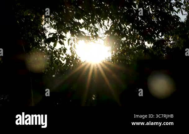 bright sun shining through trees leaves. sunlight and foliage. rays of ...
