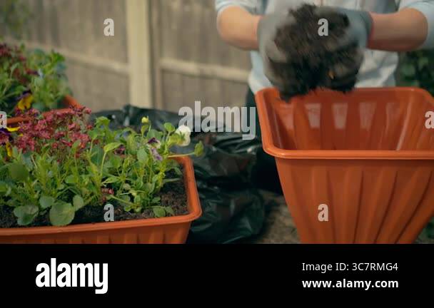 Woman dropping soil into tall planter beside blooming flowers ...