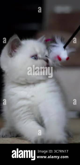 Cat playing in house. Small cat having fun in the room. Vertical video ...